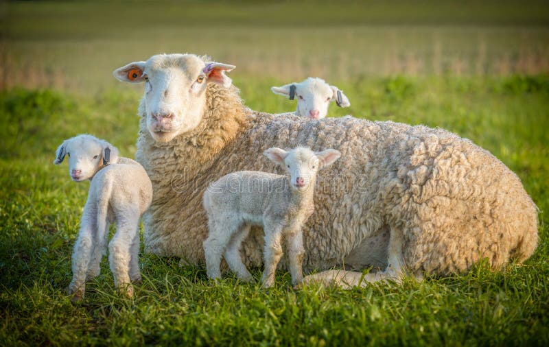 Mum Sheep and Her Baby Lambs Stock Image - Image of curious, born: 15593855