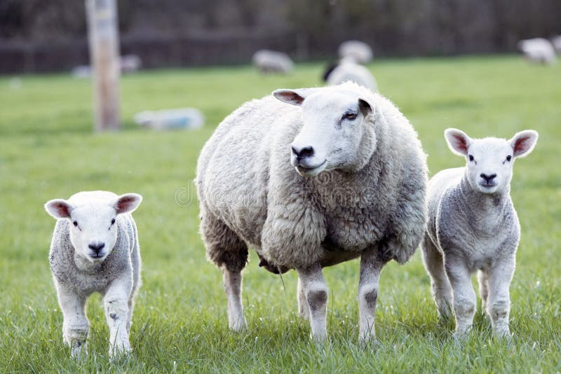 Sheep and lambs stock image. Image of animal, meadow - 79033639