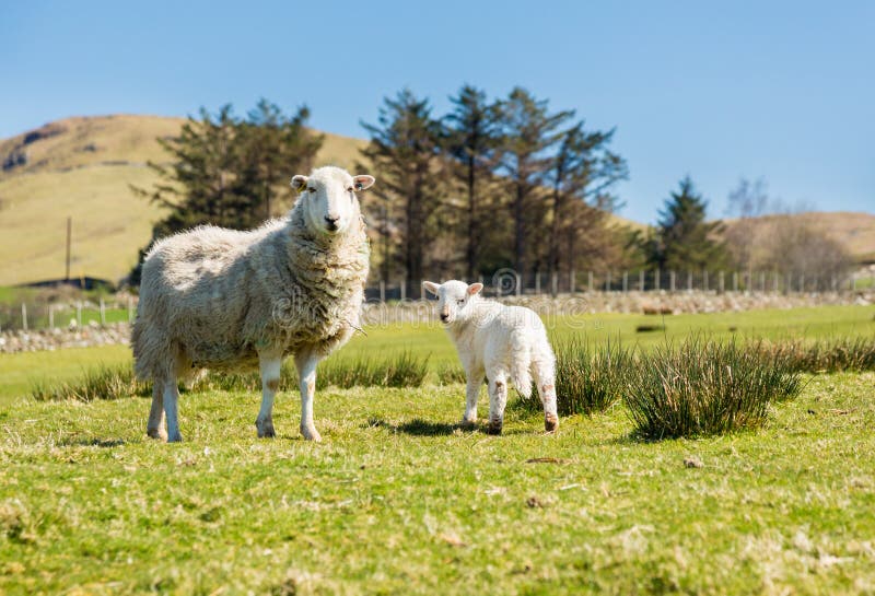 Sheep And Lambs In Welsh Mountain Farm Stock Photo - Image of sheep ...