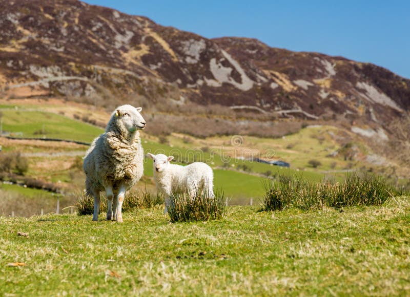 Sheep And Lambs In Welsh Mountain Farm Stock Photo - Image: 54824340