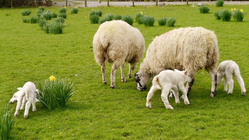 Sheep and lambs stock photo. Image of fleece, outdoor - 86609408