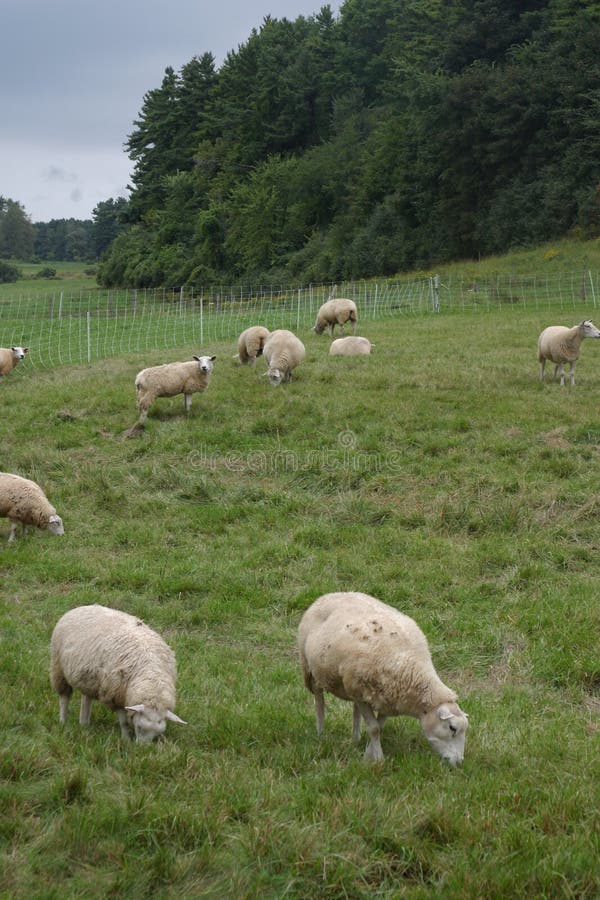 Sheep Landscape stock image. Image of vista, relaxing, sheep - 245019