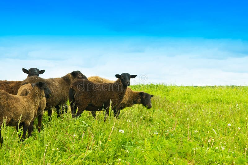 Sheep on the landscape stock image. Image of fresh, peaceful - 9778959