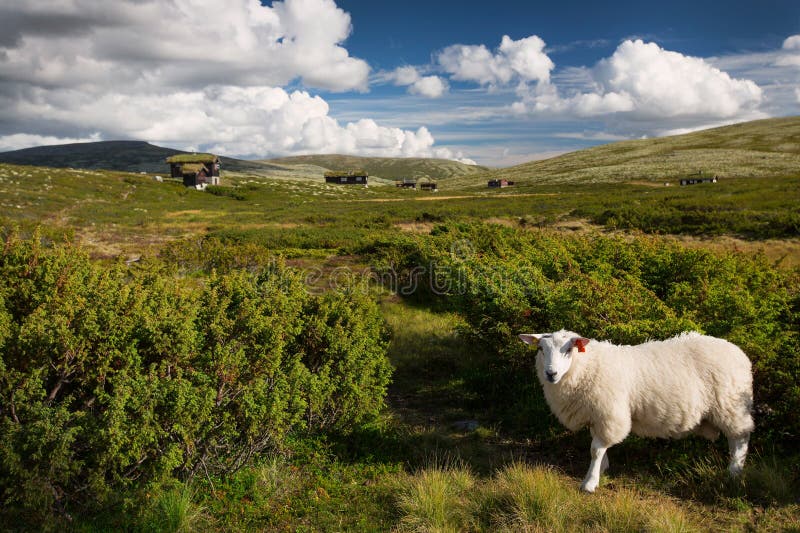 Sheep in Landscape of Norway Stock Photo - Image of animal, national ...