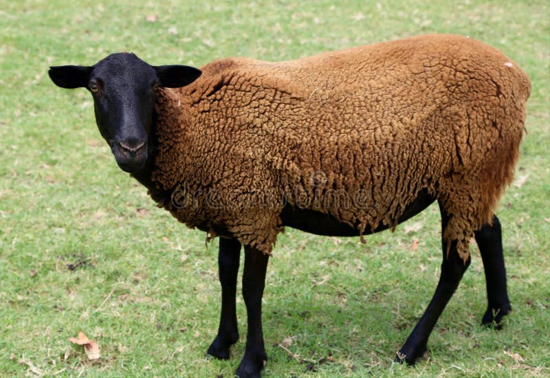 294 Colored Black Sheep Stock Photos - Free & Royalty-Free Stock Photos ...
