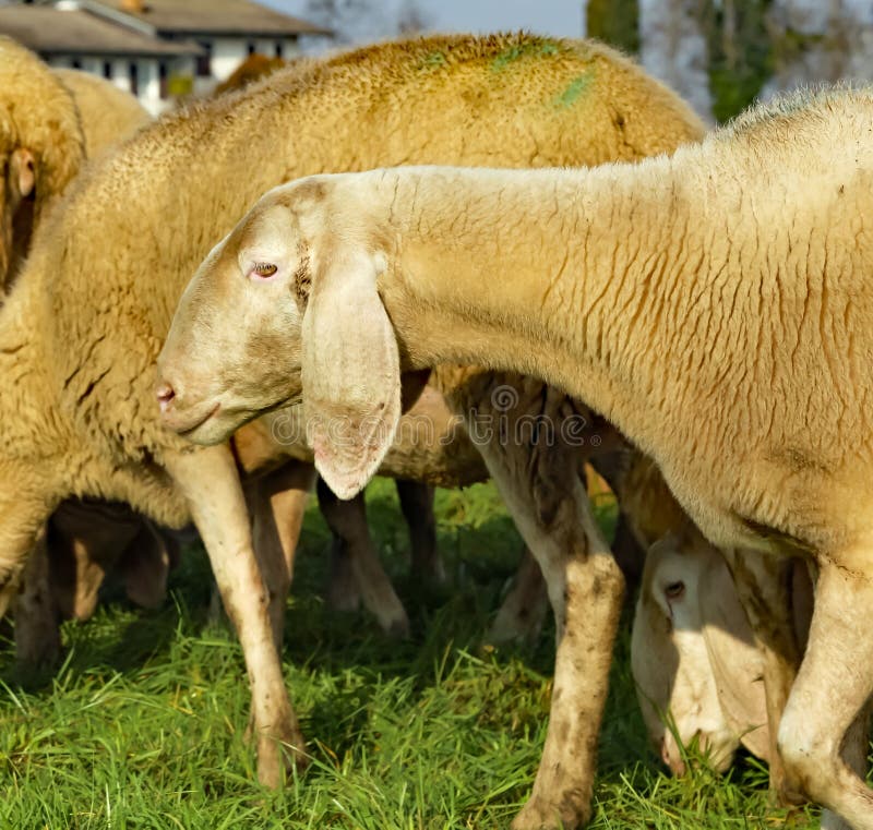 Sheep in a Large Sheep Flock in Summer Stock Photo - Image of grazing ...