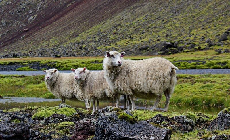 Sheep on Lava Field, Eldgja, Iceland Stock Photo - Image of merino ...