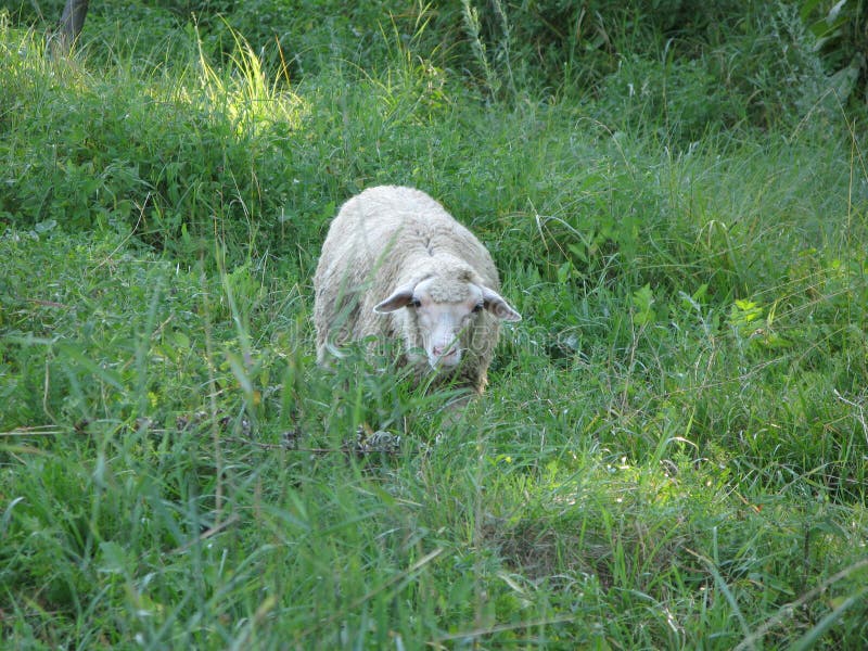 Sheep on the lawn stock photo. Image of shot, sheep, warm - 91056290