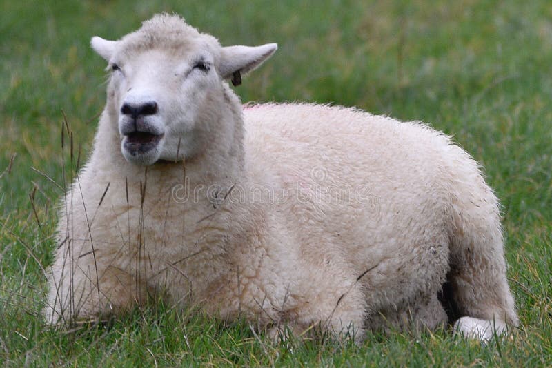 Sheep layed down stock image. Image of closeup, sheep - 295566977