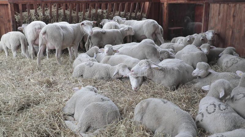 Sheep Laying Down stock video. Video of video, sheepfold - 251058335