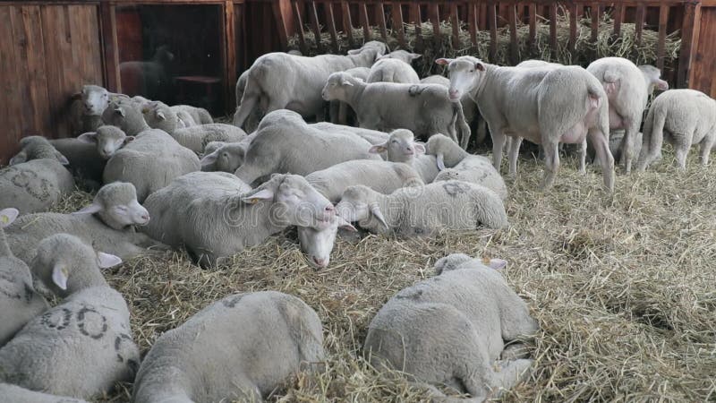 Sheep laying down farm stock footage. Video of straw - 200886002