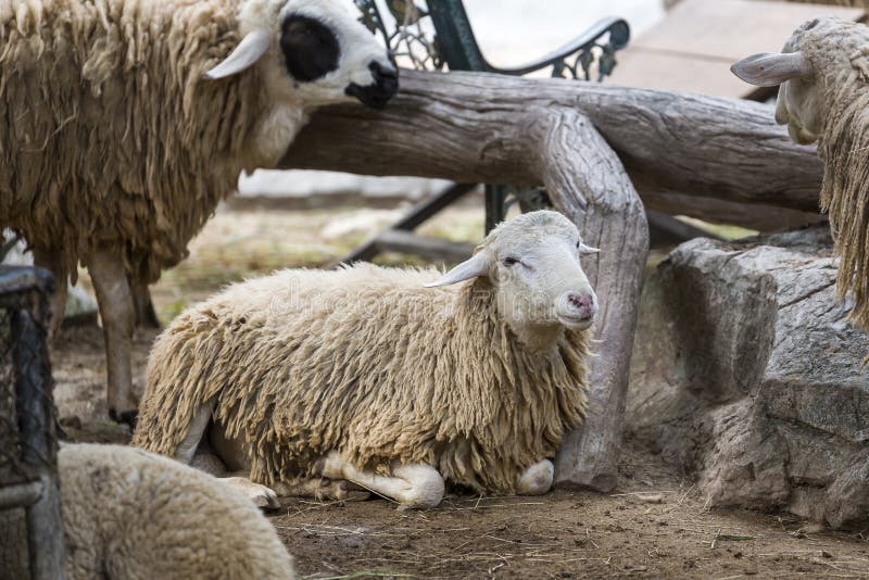 Sheep Laying Down on Ground in Flock Stock Photo - Image of cute ...