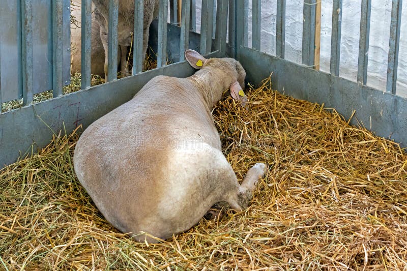 Sheep Laying on Hay in Farm Stock Photo - Image of farm, rural: 351842910