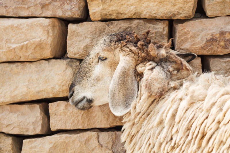 Sheep Lean Wall Stock Photos - Free & Royalty-Free Stock Photos from ...