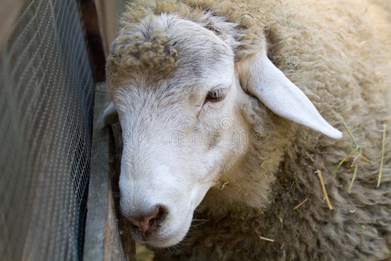 Sheep Leaning on Fence stock photo. Image of summer, animal - 85502114