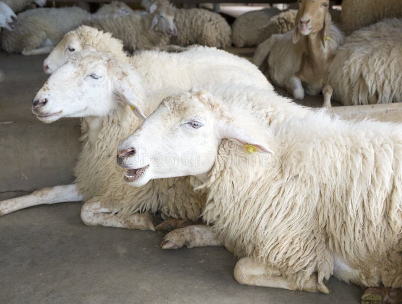 Lamb Lie Down Stock Photos - Free & Royalty-Free Stock Photos from ...