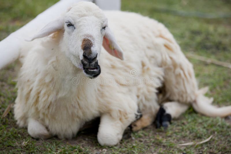 Sheep lie down on grass stock image. Image of object - 19550057