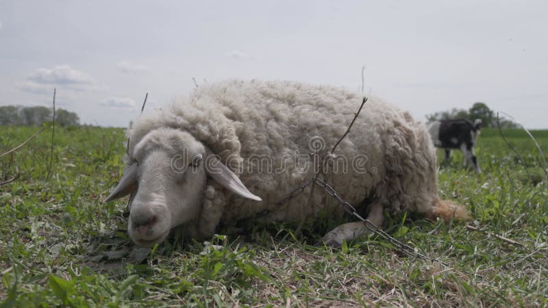 A Sheep Lies in the Meadow and Eats Stock Footage - Video of tranquil ...