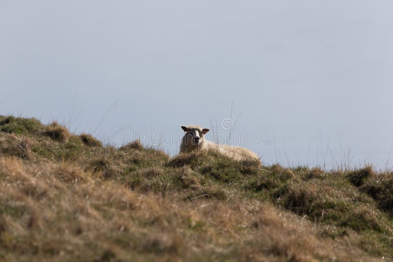 Sheep Lies on a Yellow Autumn Grass on a Hill Stock Photo - Image of ...