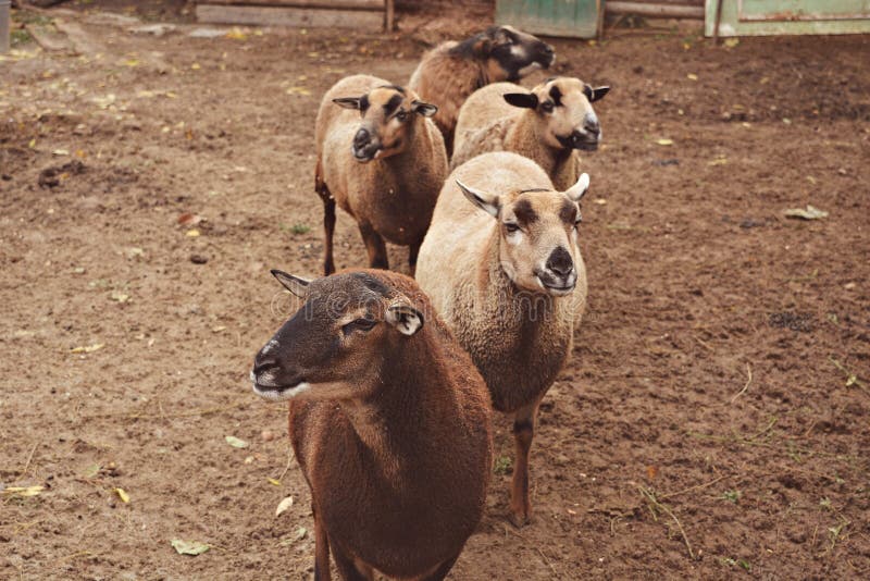 Sheep in Line. stock image. Image of country, countryside - 177903751