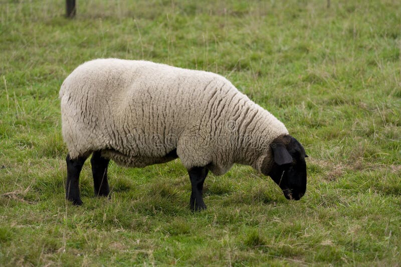 Sheep stock image. Image of village, farm, sheep, europe - 74560821