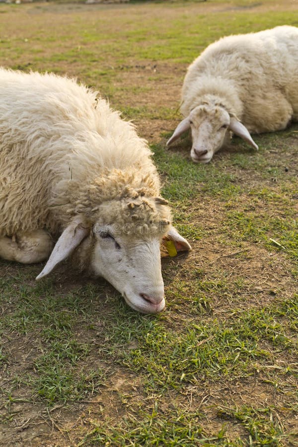 Sheep in Livestock farm stock image. Image of nature - 23092197