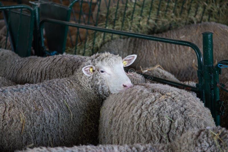 Sheep loking stock photo. Image of pink, long, sheps - 92870356
