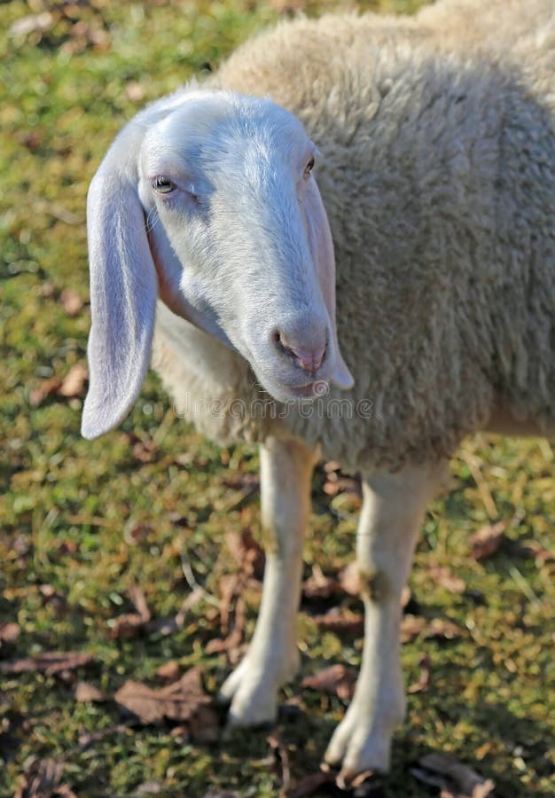 Sheep with Long Ears and Fleece Stock Image - Image of macro, sheep ...