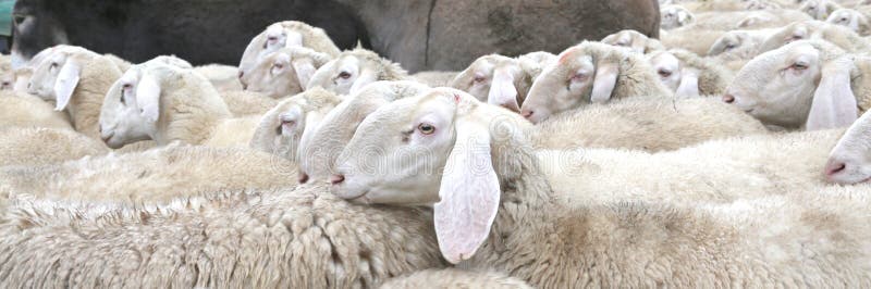 Sheep with Long Ears and Woolly Fleece Stock Image - Image of sheep ...