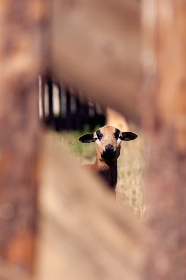 Sheep look stock image. Image of domestic, goat, jumbuck - 18086383