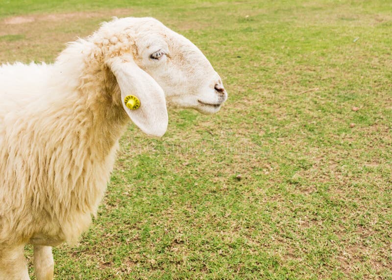 Sheep look stock image. Image of domestic, goat, jumbuck - 18086383