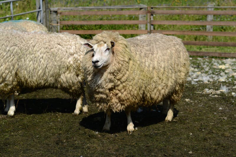Sheep Look stock photo. Image of outdoors, group, sheeps - 86036088