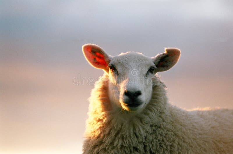 Sheep looking stock image. Image of lamb, animals, looking - 3856497
