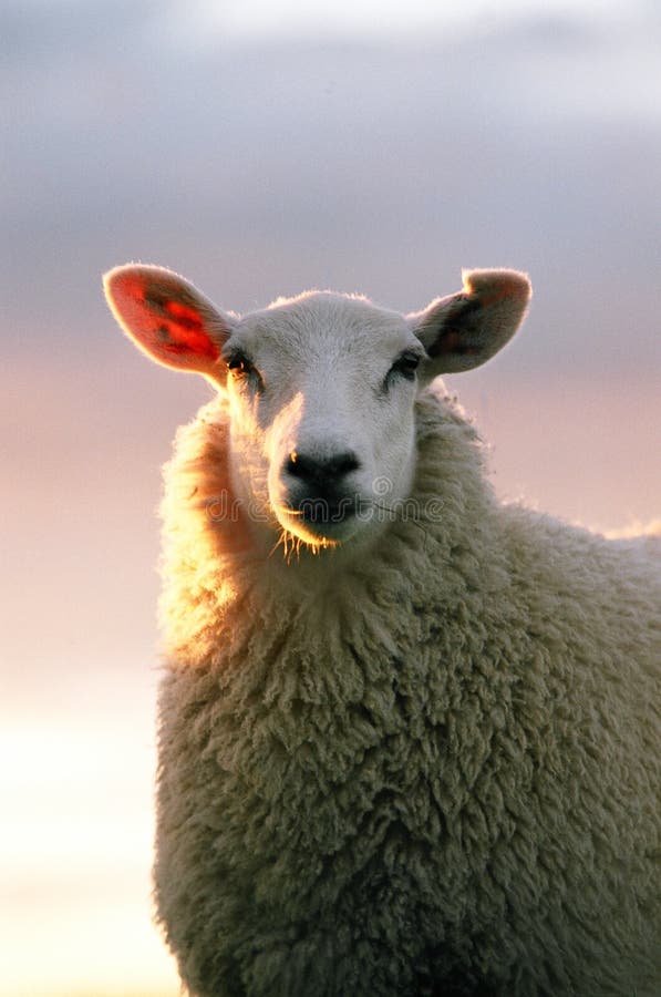 Sheep looking stock image. Image of farm, wool, sheep - 3856499