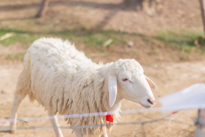 Sheep Looking Around in the Zoo Stock Image - Image of agriculture ...