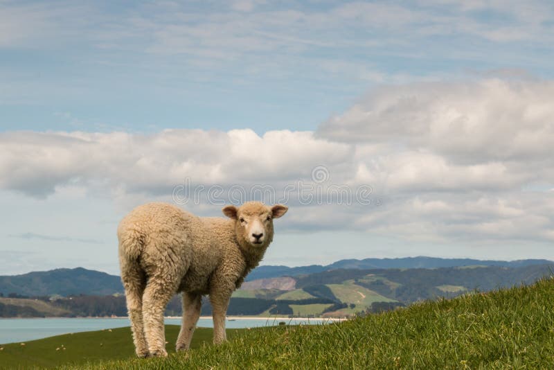 Sheep looking back stock image. Image of back, meadow - 51799945