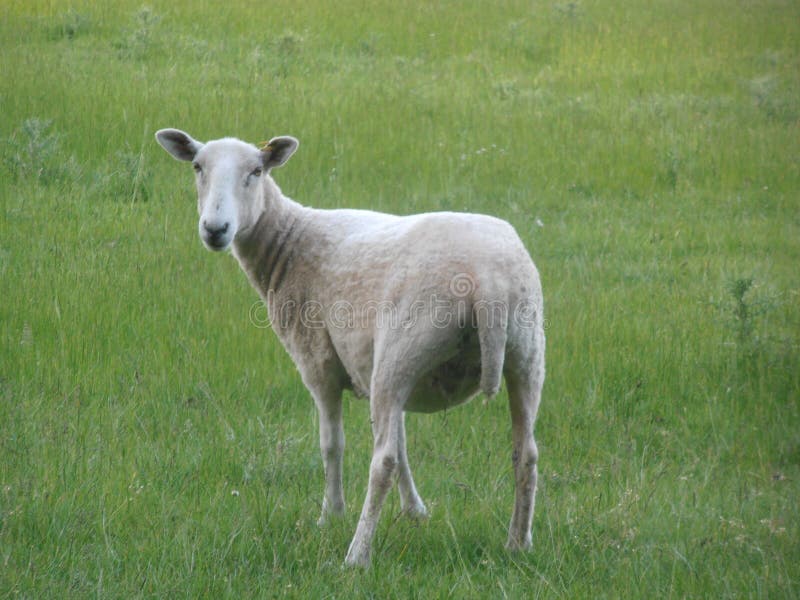 Looking Back stock photo. Image of farm, looking, back - 152788204