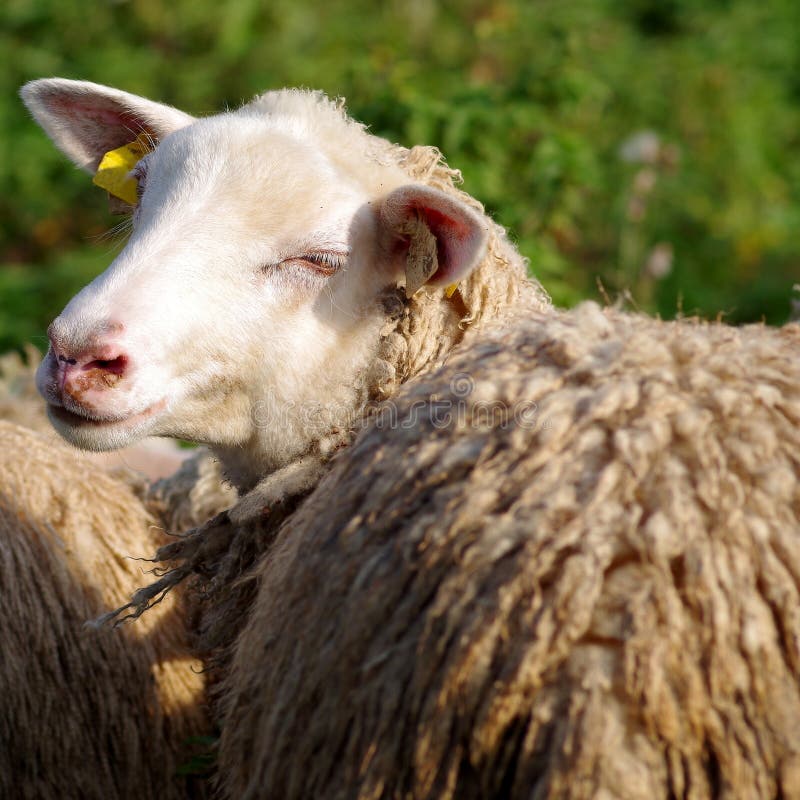 Sheep graze stock photo. Image of pasture, grass, feeding - 42655932