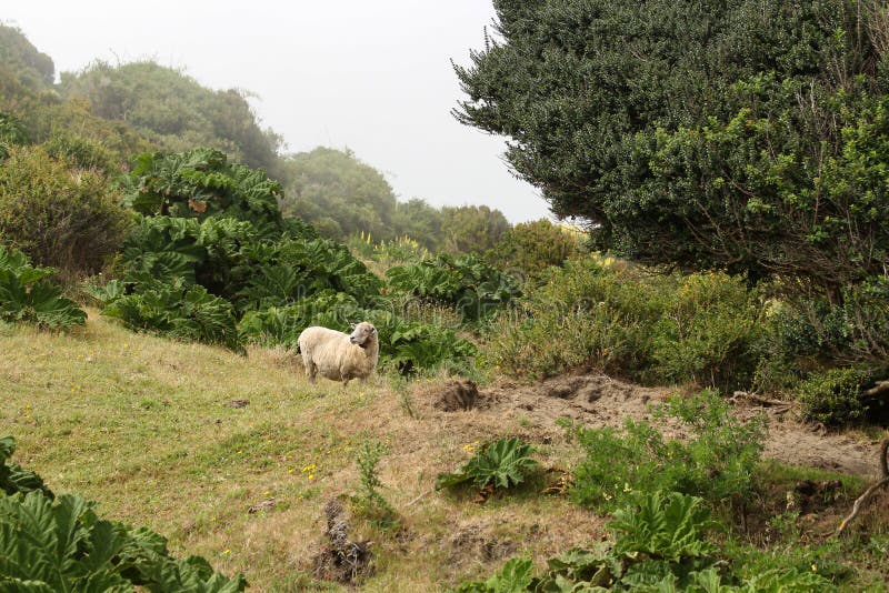 Sheep Looking Back in the Meadow in Cloudy Day Stock Photo - Image of ...