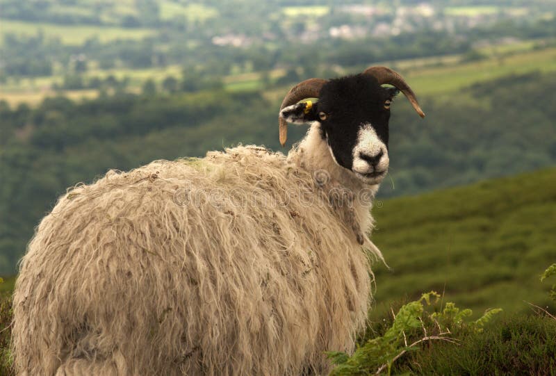 Sheep Looking Backwards with Thick Coat Stock Photo - Image of looking ...