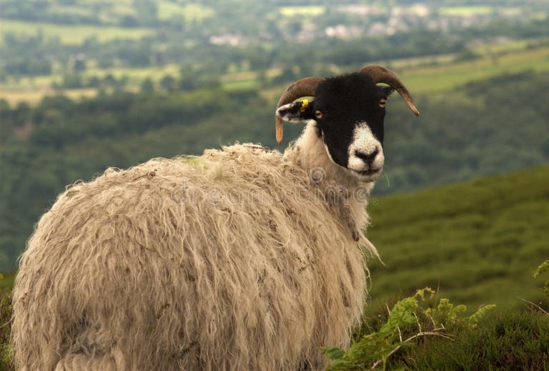 Sheep Looking Backwards with Thick Coat Stock Photo - Image of looking ...