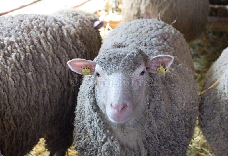 Sheep looking at camera stock photo. Image of ruminant - 73077182