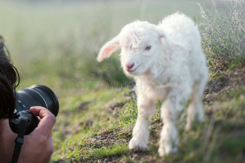 122 Sheep Curious Stare Camera Photos - Free & Royalty-Free Stock ...