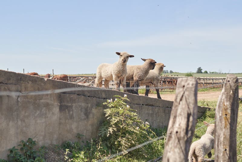 Sheep Looking at Camera. Rural Scene Stock Photo - Image of copy ...