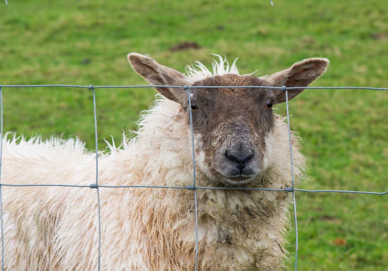 Sheep Looking through Fence Stock Image - Image of livestock, ears ...