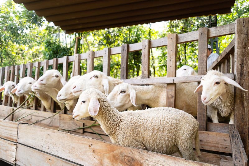 Sheep Looking through a Fence in Sheepfold Stock Image - Image of ...