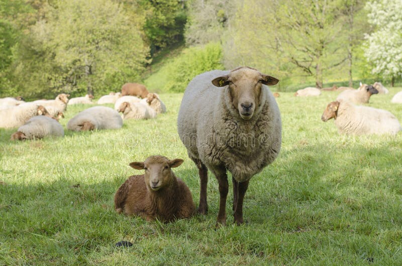 Sheep Looking stock photo. Image of agriculture, domestic - 59628266