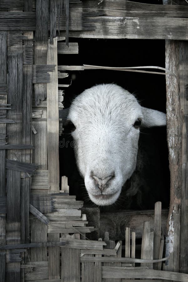 Sheep Looking Out from Thatched Bamboo Hut Stock Photo - Image of rural ...