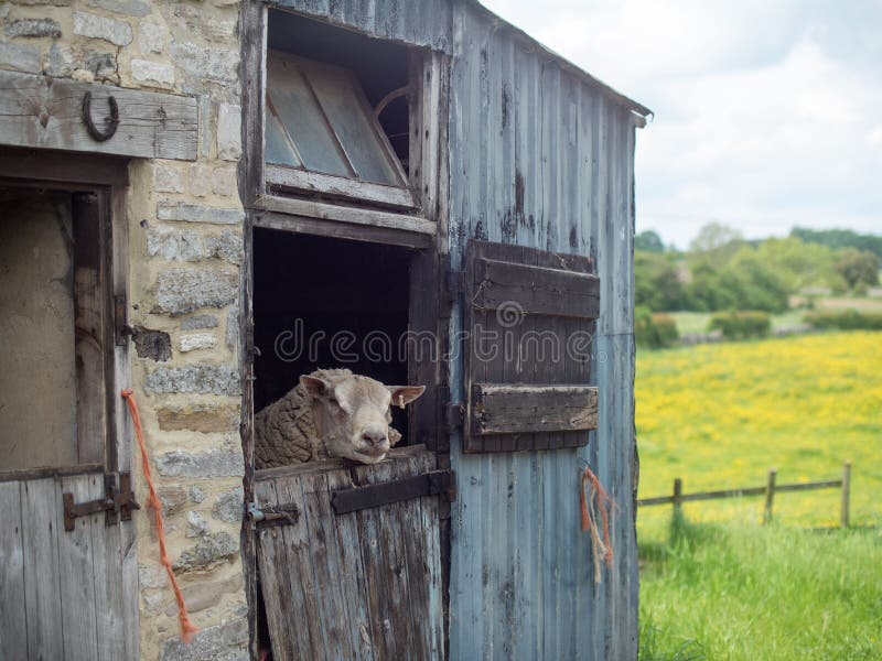 Sheep Looking Out the Window of a Wooden Barn. Stock Photo - Image of ...