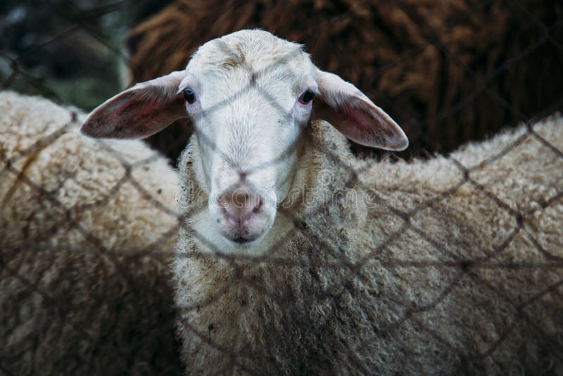 Sheep looking stock photo. Image of white, agriculture - 108502432